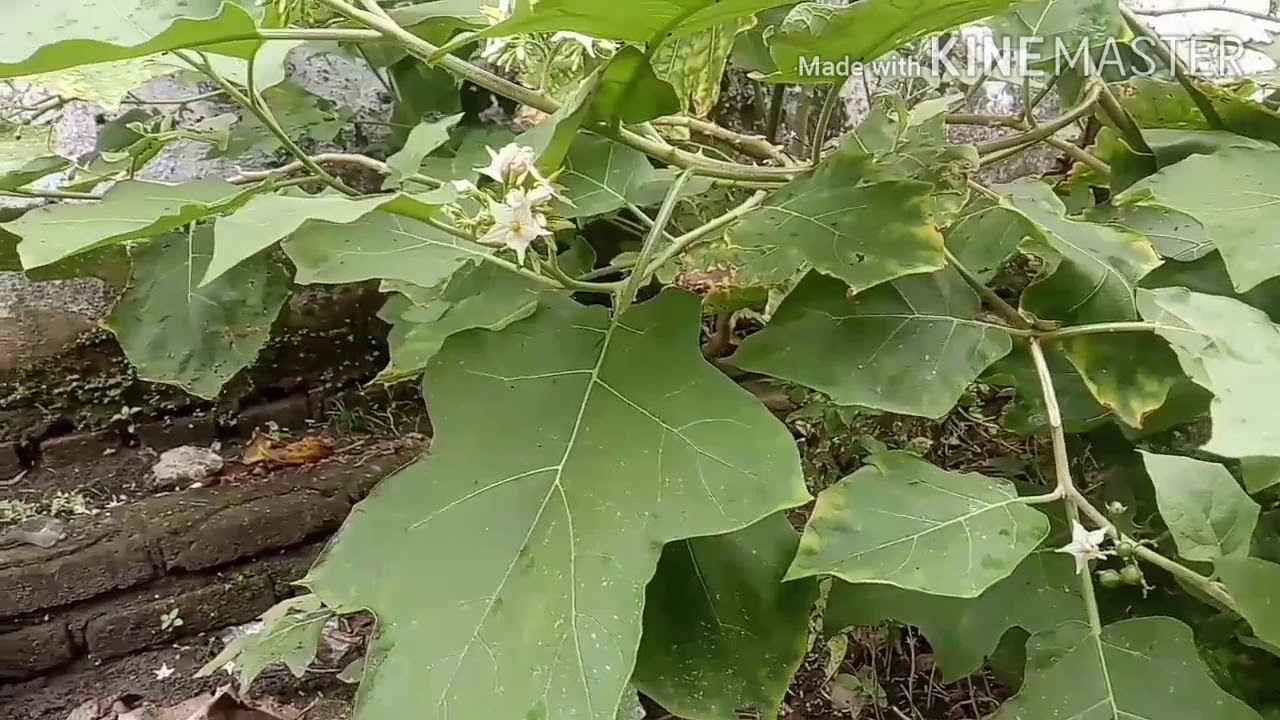 Buah Rimbang - YouTube