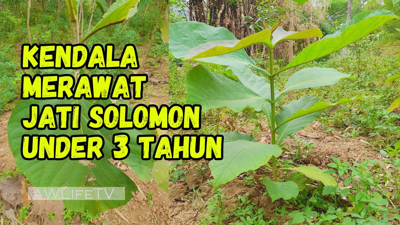 Beberapa Kendala Merawat Jati Solomon Jati Super 10 Tahun Bisa Panen ...