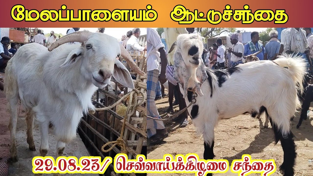 29.08.23/ mellapalayam Tuesday goat market / திருநெல்வேலி மாவட்டம் ...