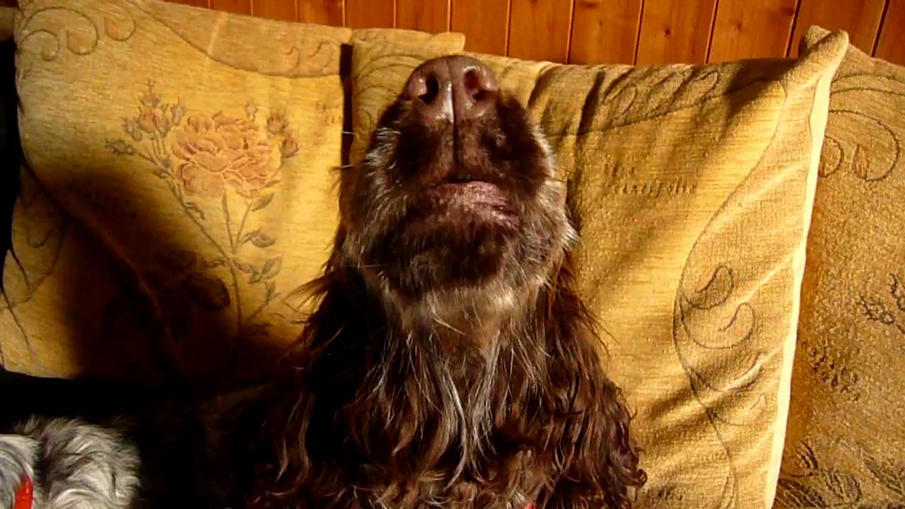 Howling Cocker Spaniel - YouTube