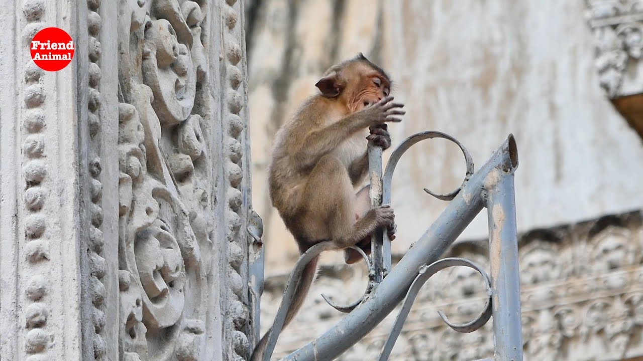 Mino Monkey cry loudly call Mama Melona - YouTube