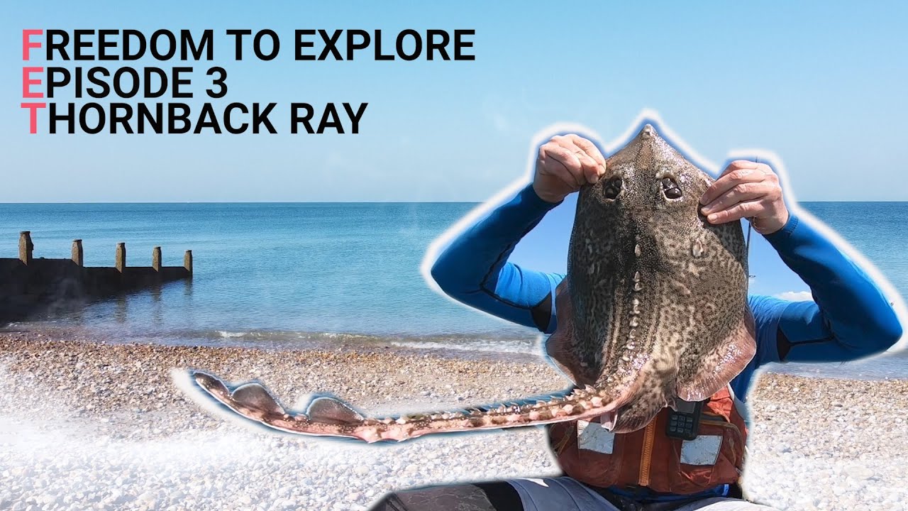 Freedom to Explore - Episode 3 - Thornback Ray - Spider Crab - Kayak ...