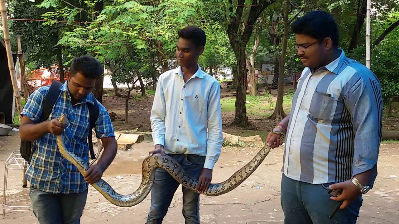 Snake ajgar - YouTube
