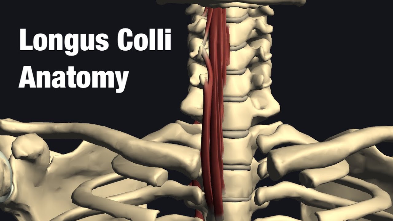 Anatomy and function of longus colli - YouTube