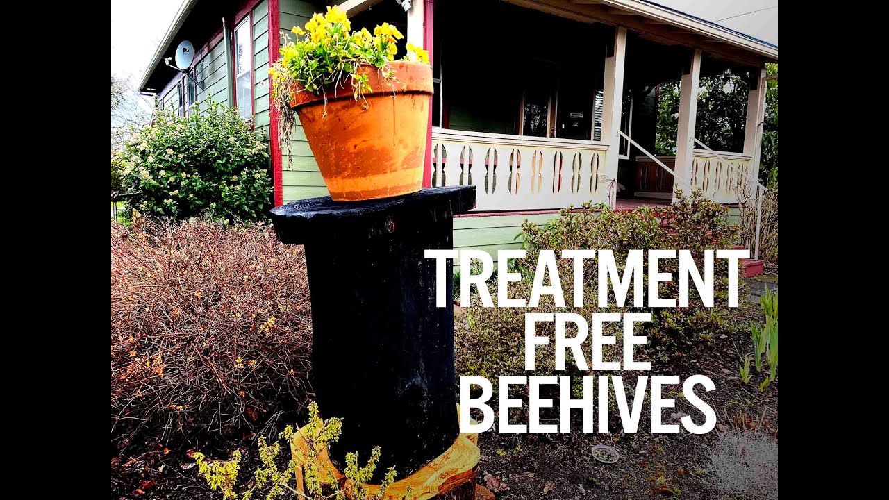 Treatment Free Beehives & Beekeeping with Log Beehives - YouTube
