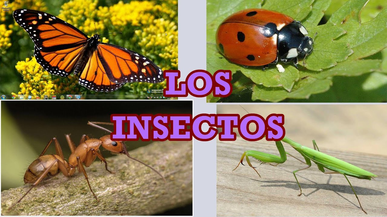 LOS INSECTOS, educativo para niños - YouTube