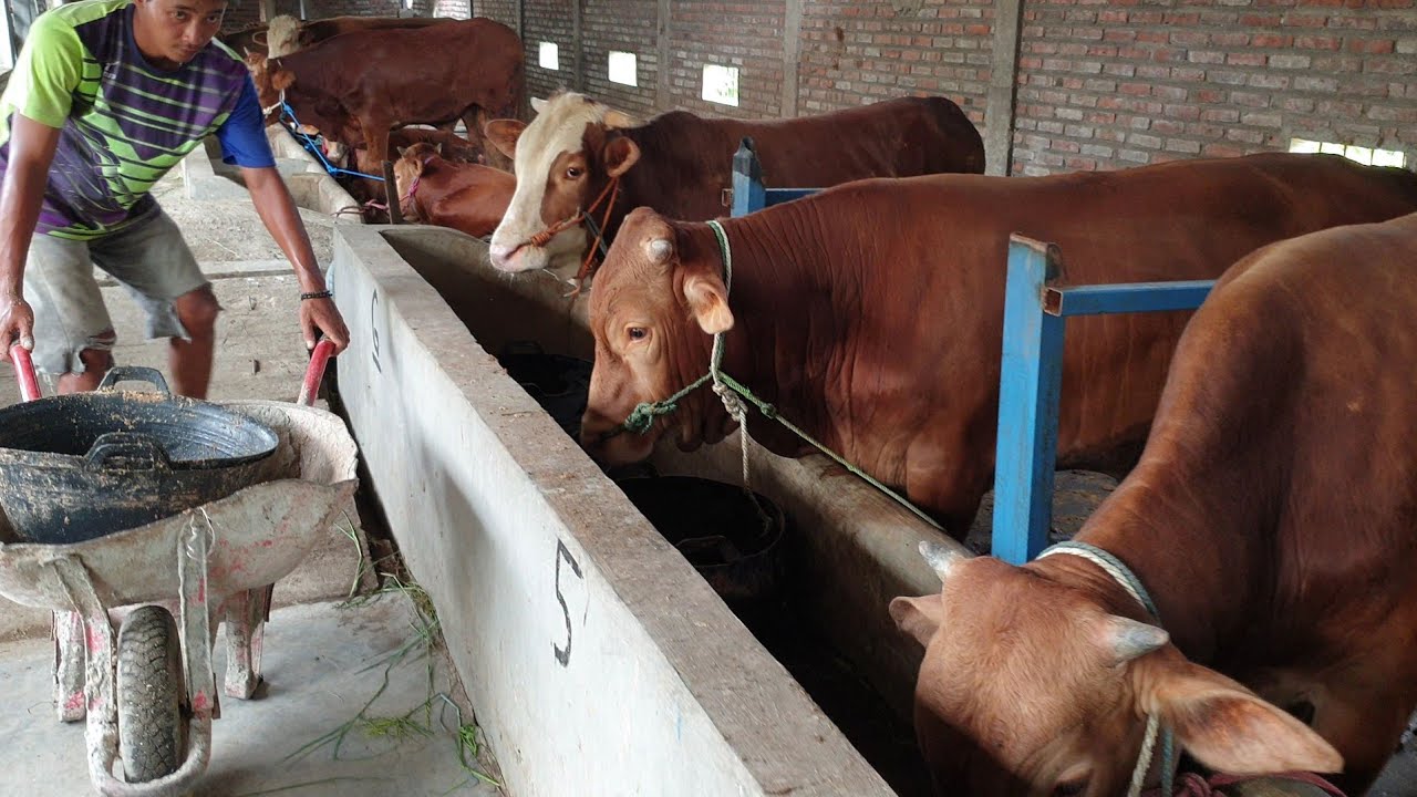 Peternak Sapi Pemula Dengan 32 Ekor Sapi Bakalan - YouTube