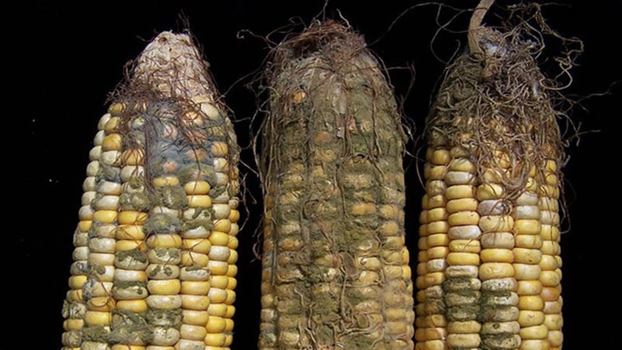 Zambian public warned after contaminated corn feed kills 400 dogs - YouTube