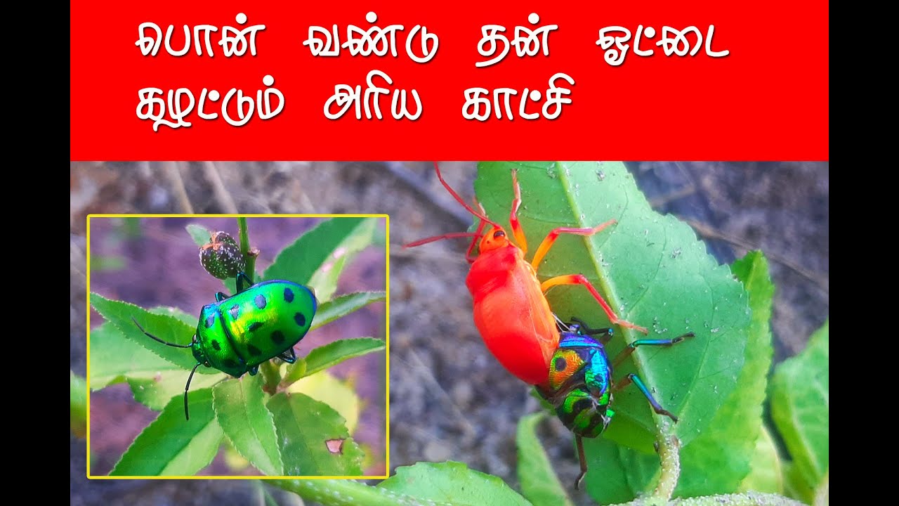pon vandu | tamil | village mix | - YouTube