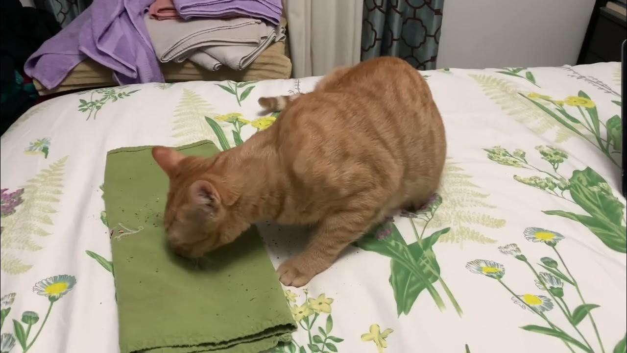 Pepe and catnip - YouTube