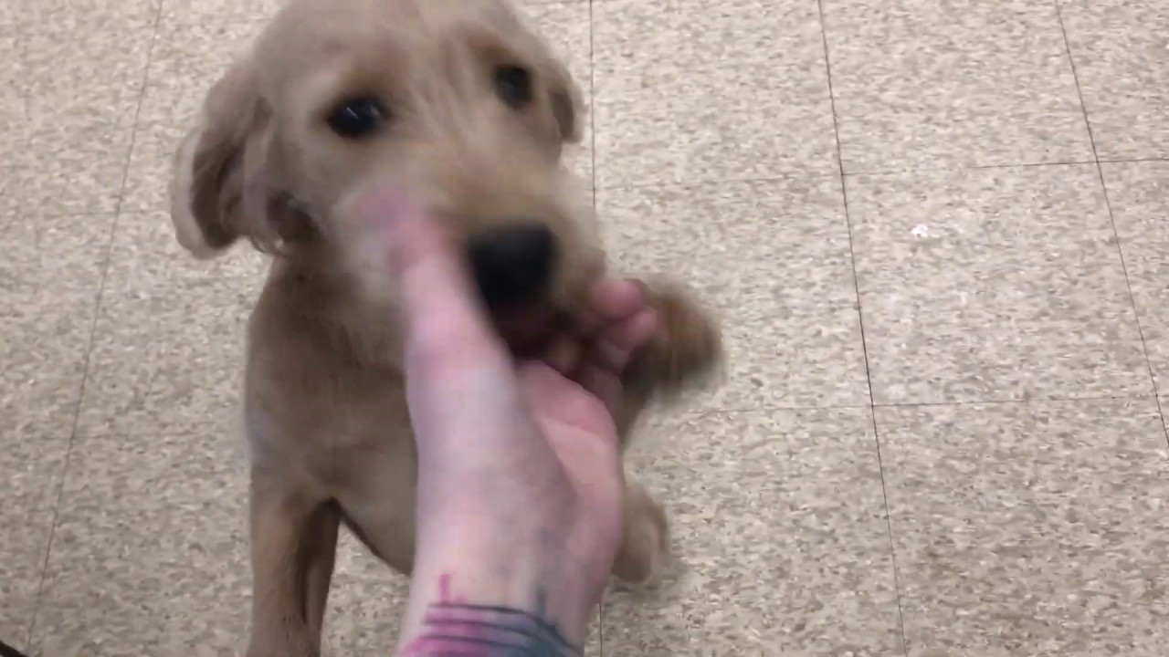 Siberian Husky and Labradoodle at Westland Dog Food - YouTube
