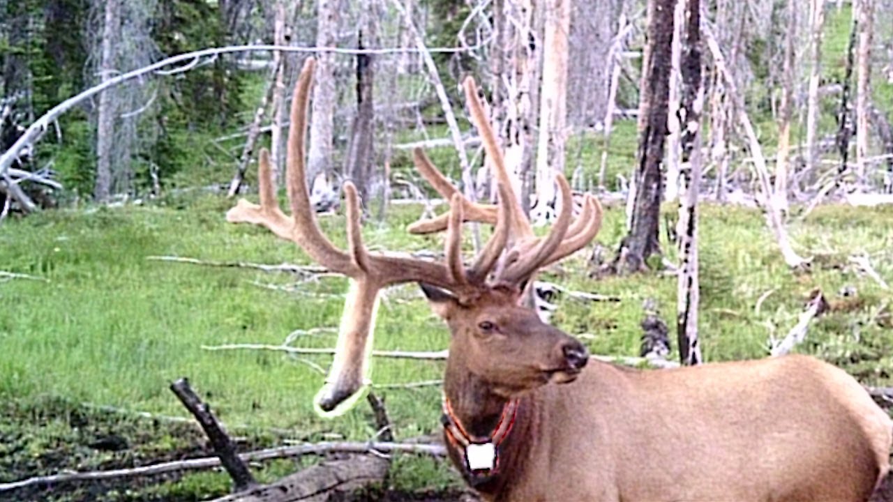 High Country Bull | EP.1 | 2CHAINZ - YouTube