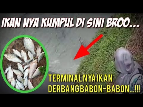 🔴Ikan bisa HABIS mas bro...😱😱😱 || ikan sudah terpojok || mancing teknik ...