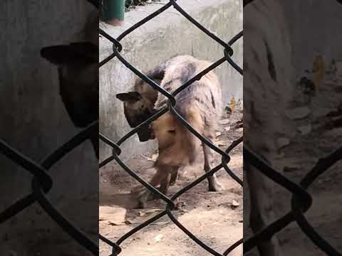youtube short video zoo foxll