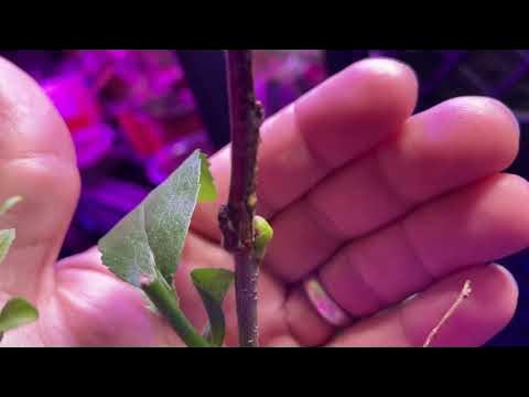 How to graft a plum tree - YouTube