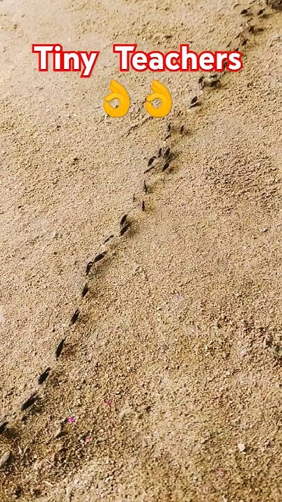 #duty is god #discipline is the key 👌👌#tiny teachers 🙏🙏👌🙏lesson for life 🙏 - YouTube