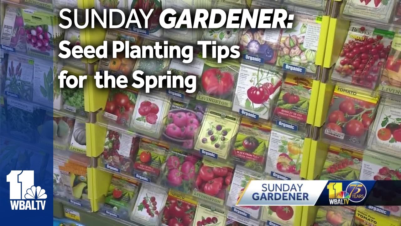 Sunday Gardener: Planting seeds for the upcoming season - YouTube