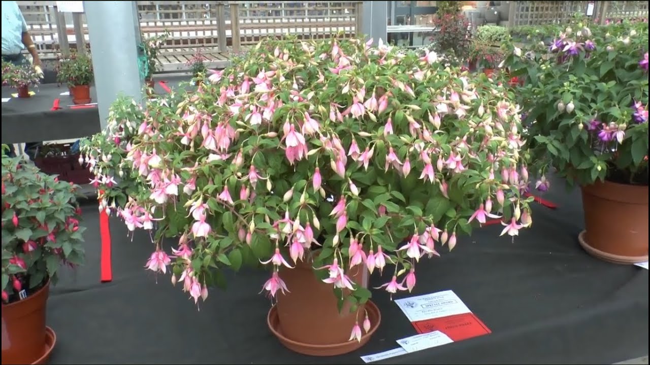 The British Fuchsia Society National Eastern show July 2024 - YouTube