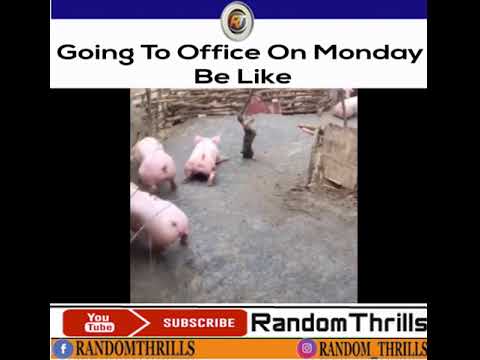 Office Meme ! Indian Meme ! Whatsapp Status ! Meme - YouTube