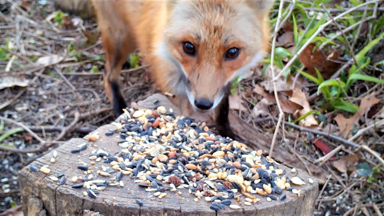 Red Fox 🦊 eats bird seed ️ - YouTube