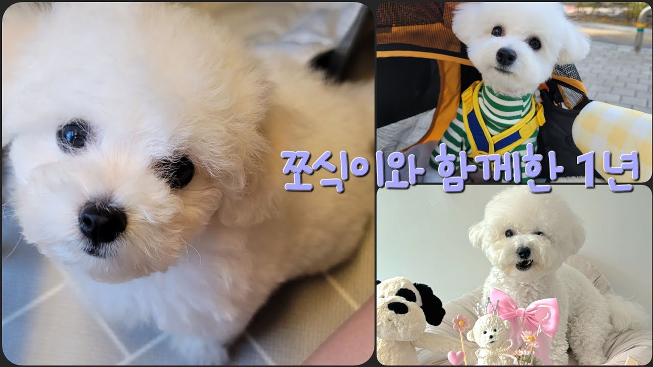 쪼식이 만난지 1주년기념 쪼식이와 함께한 1년 비숑 성장과정 Youtube