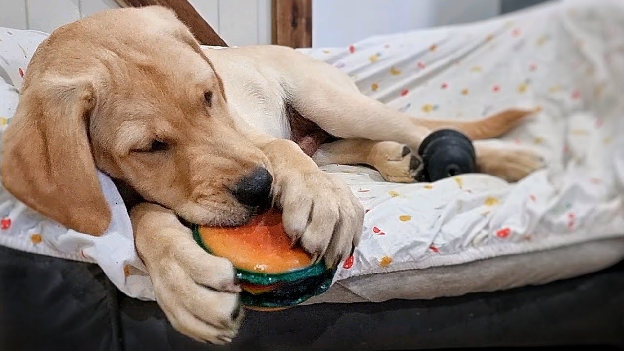 Labrador puppy bites his first ever burger while on bed - YouTube