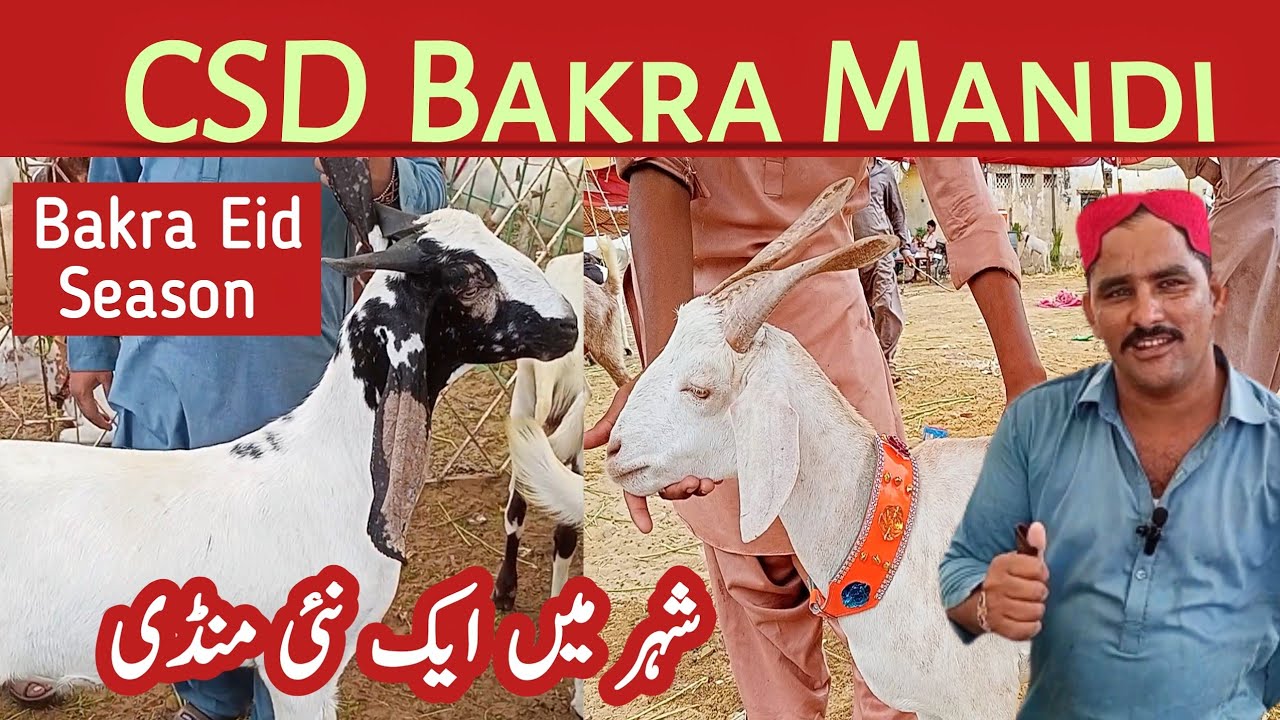 Bakra mandi CSD Karachi | New Bakra mandi Karachi 2023 | Mandi Se Sasta ...