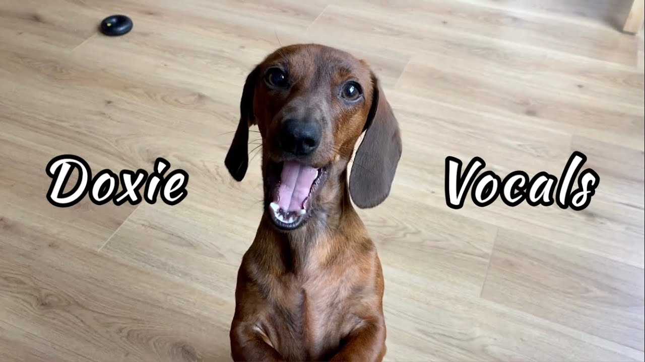 Mini dachshund vocals (so much more than just barking) - YouTube