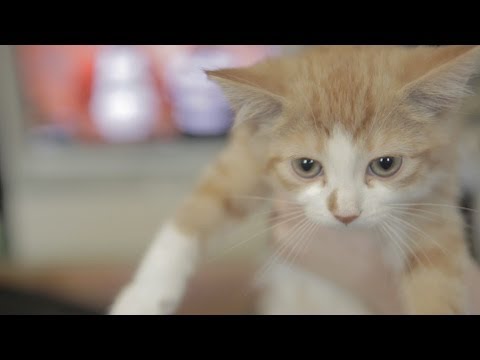 Cat's Vlog (Kittens, Video Making, and Star Wars Snacks)