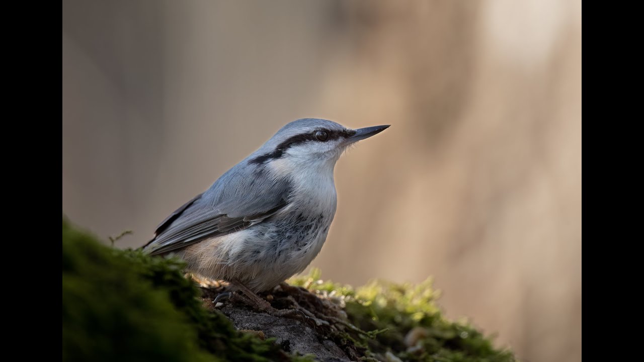 Early spring birds Lortopalt 168 - YouTube