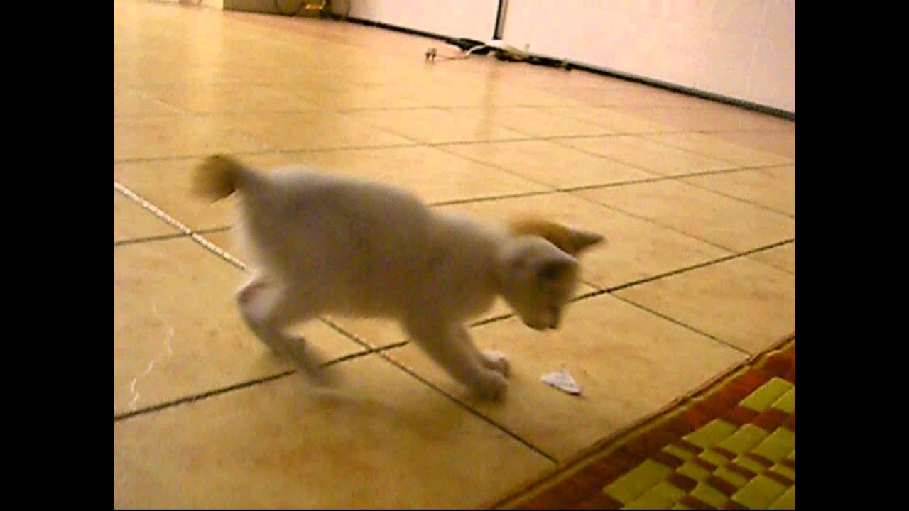 GANGNAM CAT STYLE - YouTube