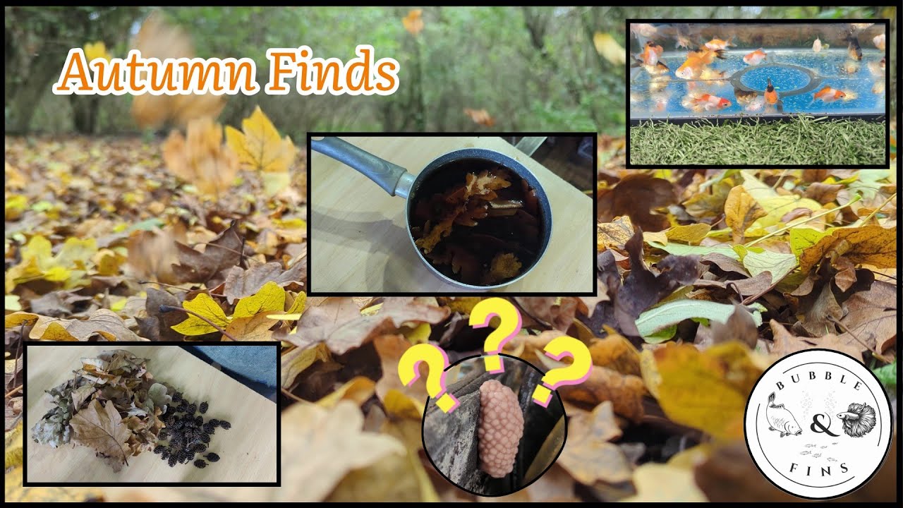 Autumn Finds - YouTube