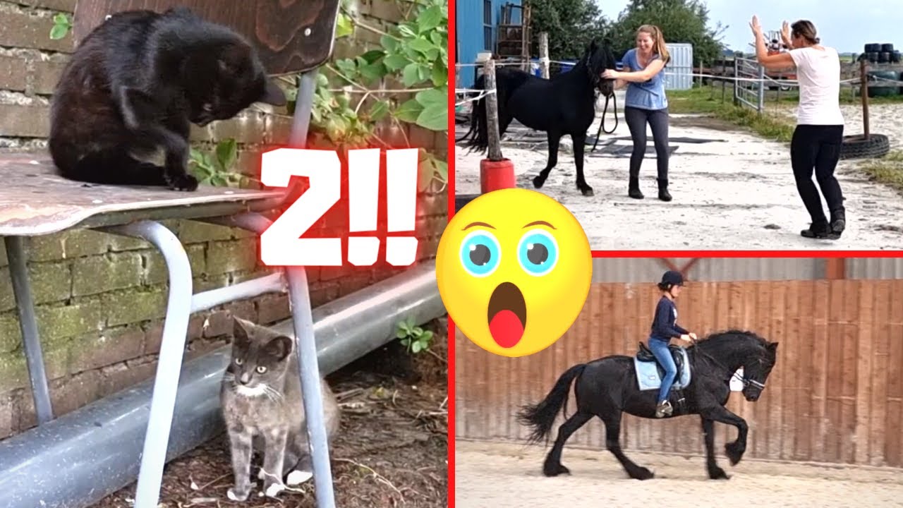 2 new cats! If they stay... Riding again! Wild Johnny | Friesian Horses ...
