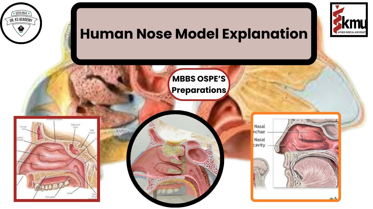 Human Nose Model Explanation | OSPE Preparation | Dr KS Academy - YouTube