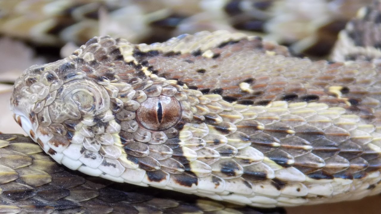 Puffadder FACTS |One of South Africa's most dangerous snakes - YouTube