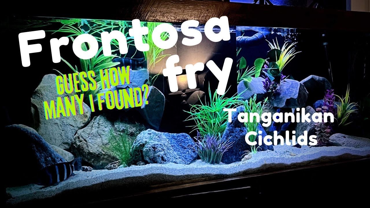 Finding Frontosa Fry in my 260 Gallon African Cichlid Tank - YouTube