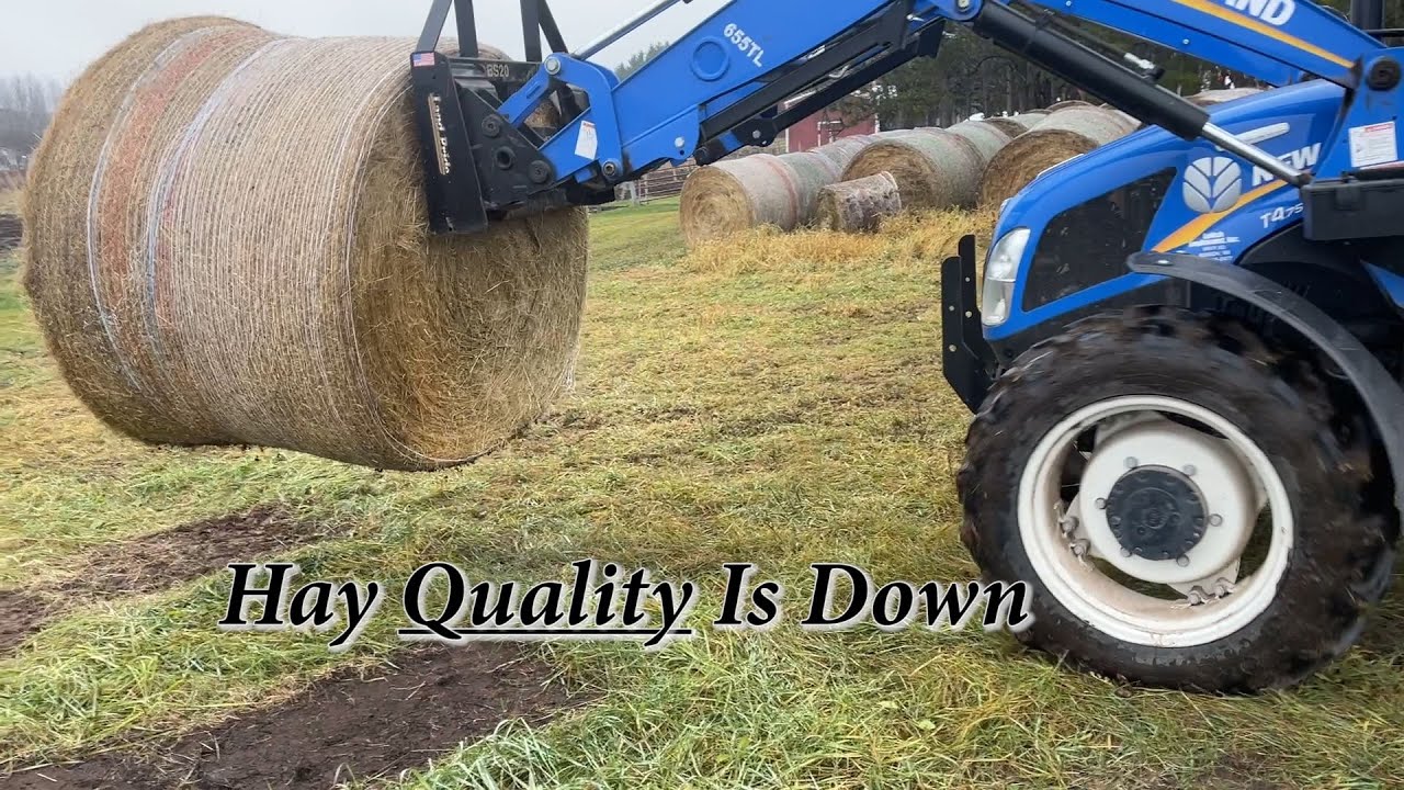 Hay Quality Down: Prepping for MN Winter - YouTube