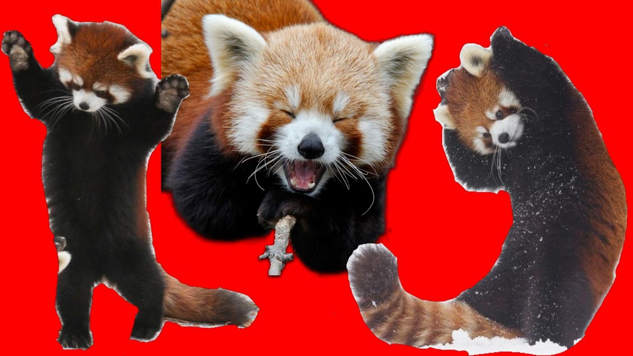 Red Pandas: THE CUTEST ANIMAL IN THE WORLD - YouTube