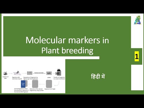 Understanding Molecular Markers in plant breeding - YouTube
