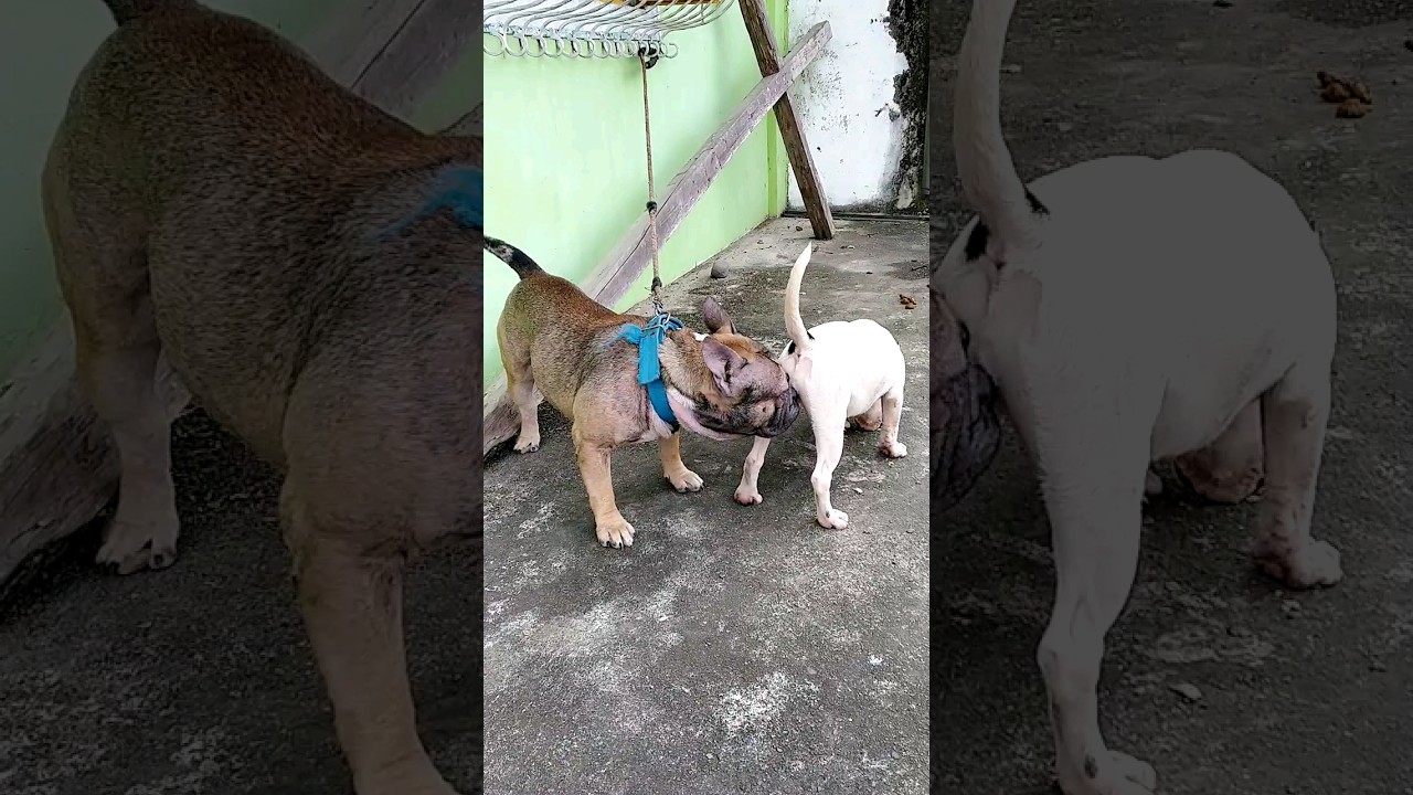 Father And Daughter 😁 Shorts Youtube