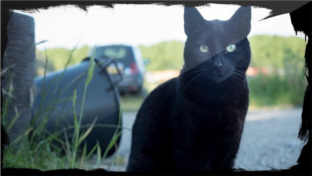 Cat That Disappears From Home Turns Up 3 Years Later Looking Completely ...