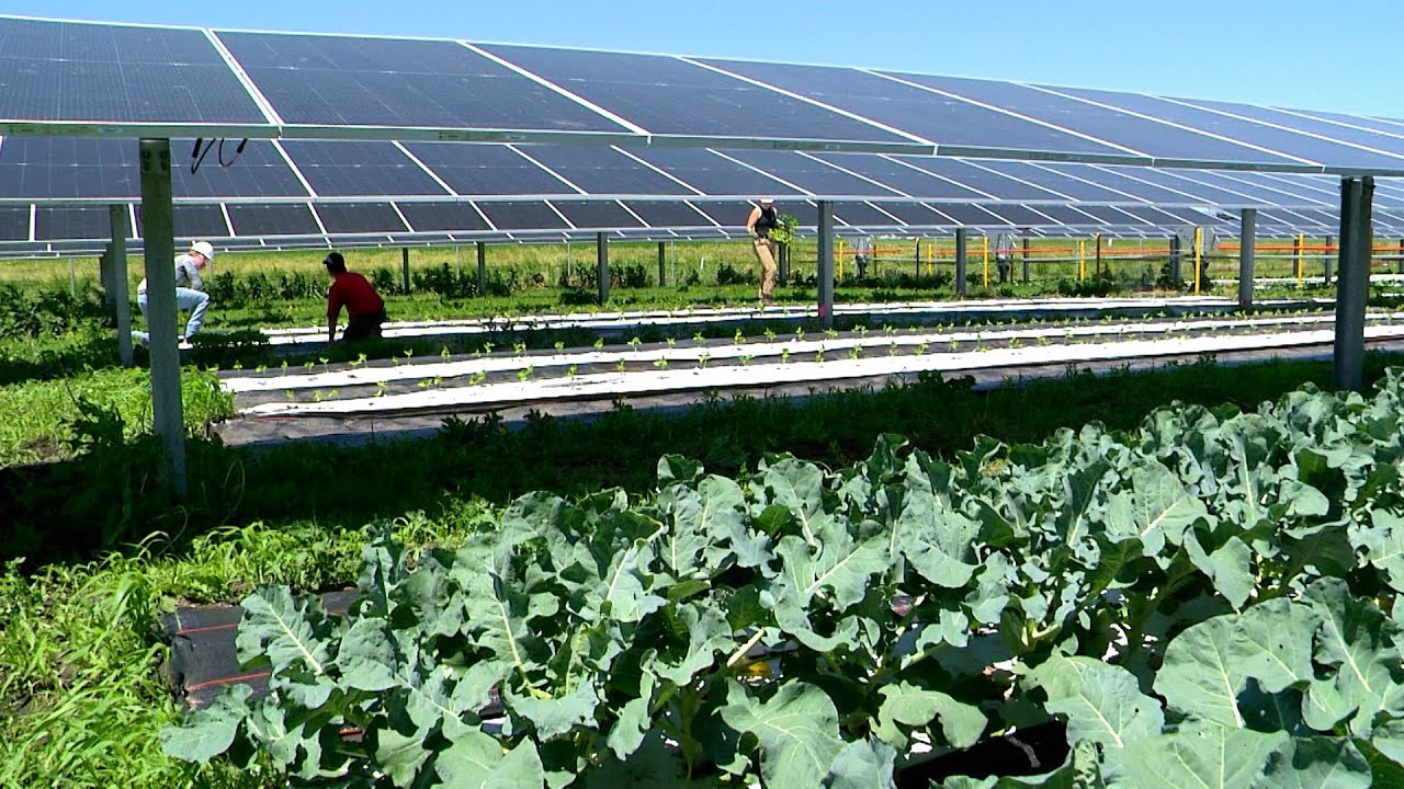 ISU studying the impacts of growing food under solar panels - YouTube