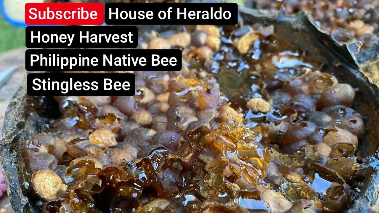 How to Harvest Honey | How to Split Bee Hive | Philippine Native Bee ...