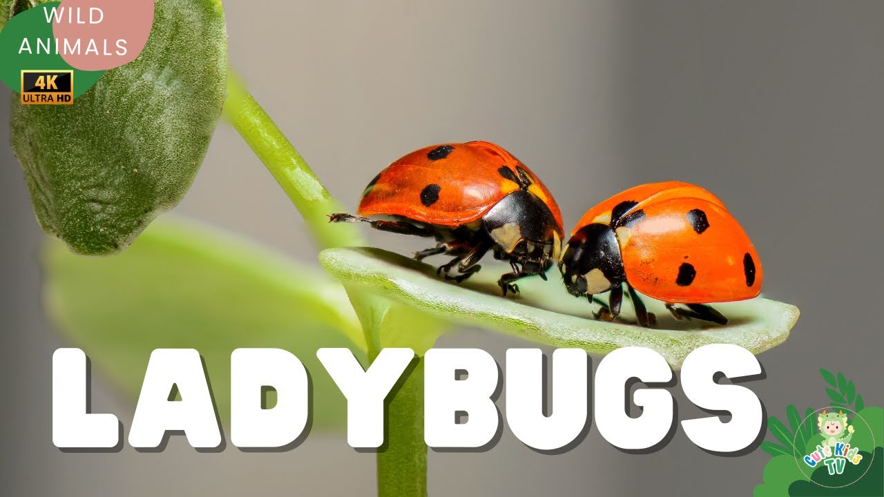 Ladybug Facts For Kids 🐞 Learn All About Ladybugs | CuteKidsTV - YouTube