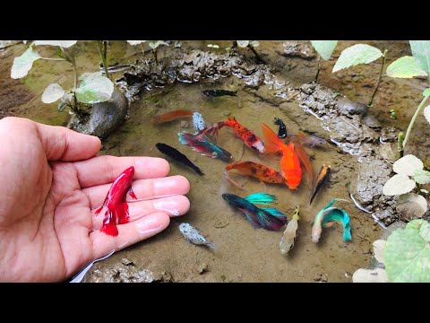 Wadidaw! Mencari ikan cupang warna warni dikolam dan Tangkap banyak jenis ikan hias kecil, kura kura