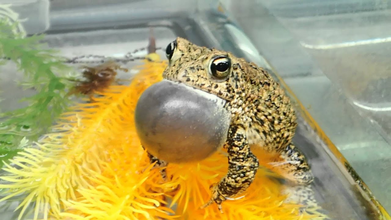 Male Houston toad calling - YouTube