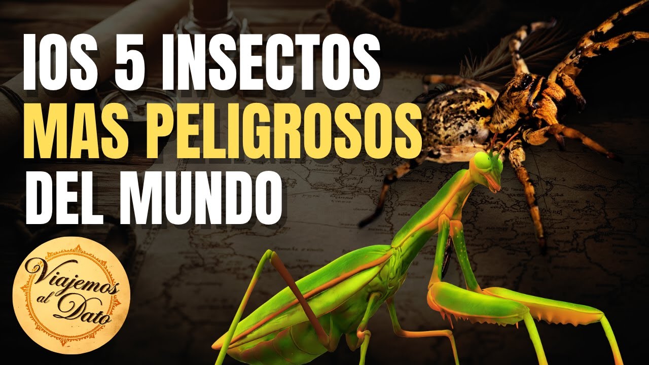 Cuales son los cinco insectos más letales del mundo...!😯 - YouTube