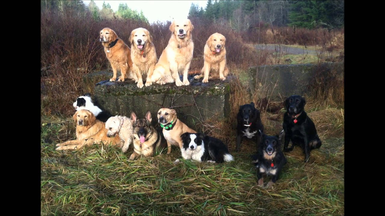 The Benefits of a Pack Walk with your Dogs - YouTube