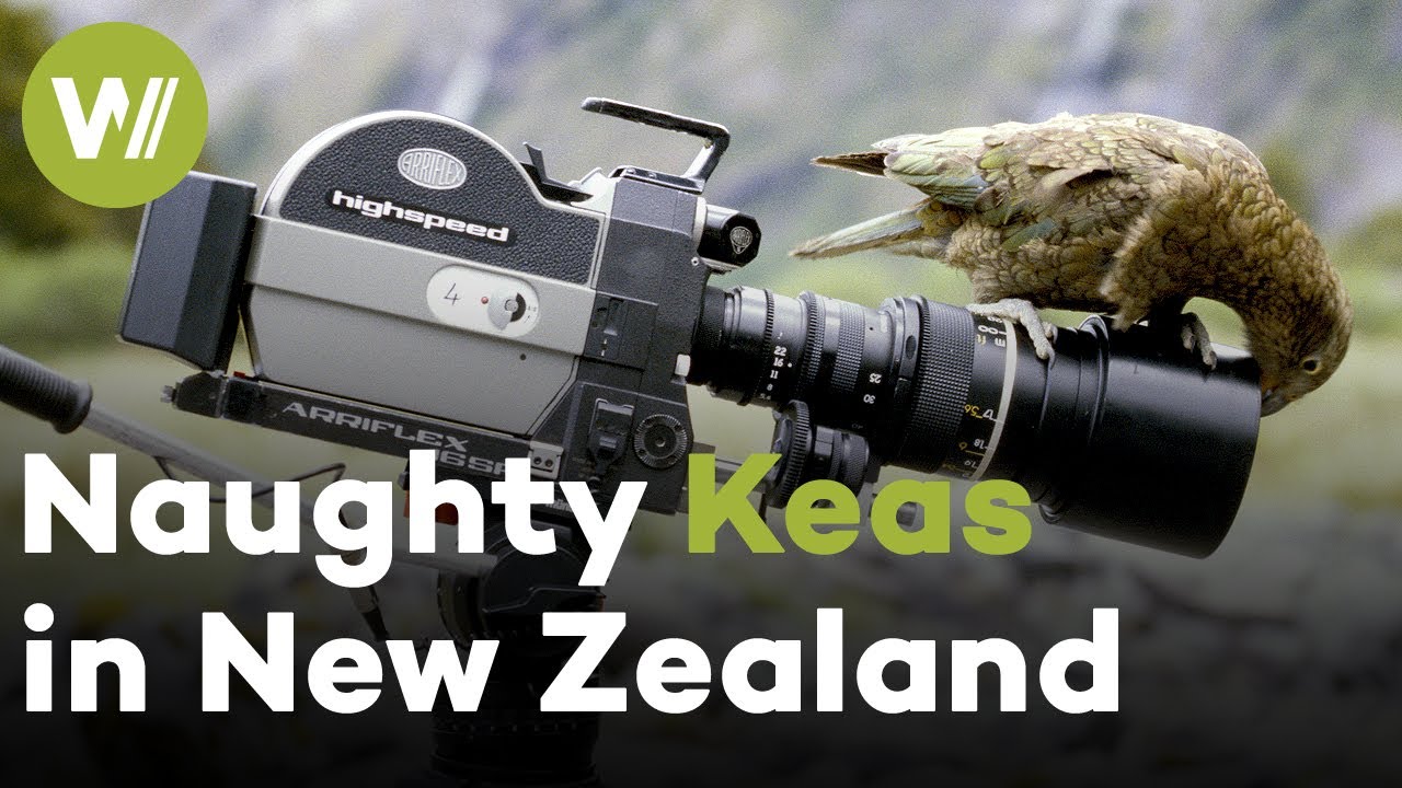 Keas playing tricks on wildlife filmmakers and demolish their truck for ...