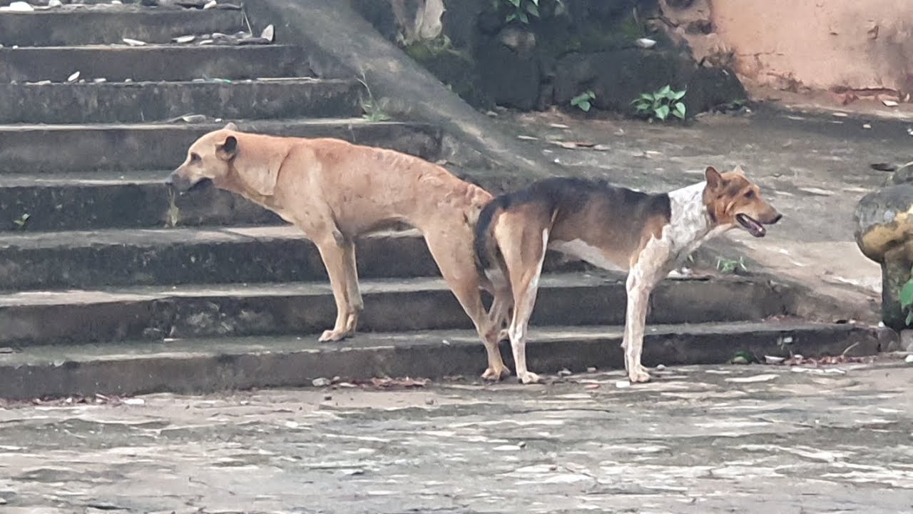 Sorry for the inappropriate video, just recording the dog's ...